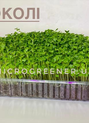 Микрозелень Горчица, Микрогрин, Microgreen, мікрозелень - 50 ₴, купить ...